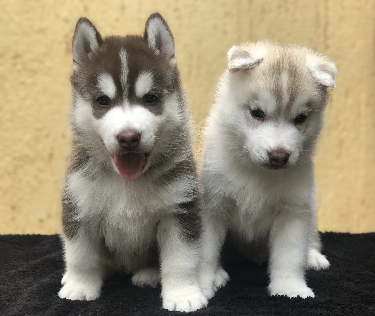 Criadero Husky Siberiano México | Husky Siberian Shadi