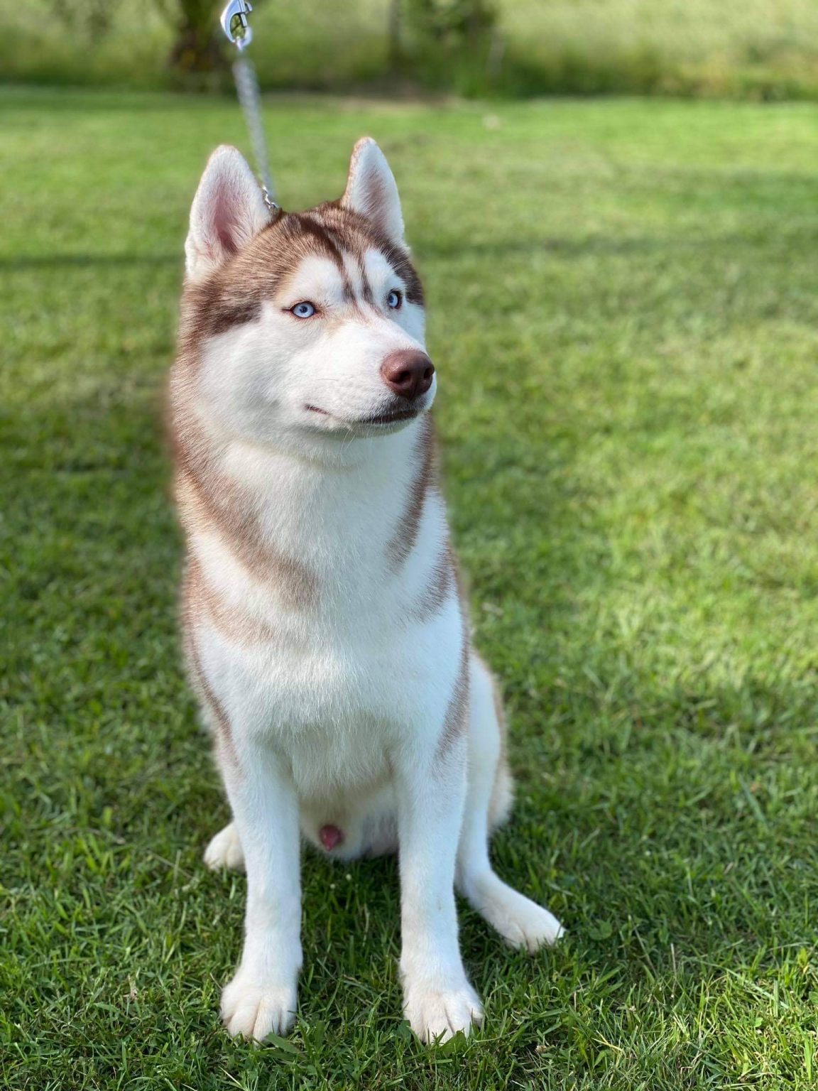 Historia del Husky Siberiano | Husky Siberian Shadi