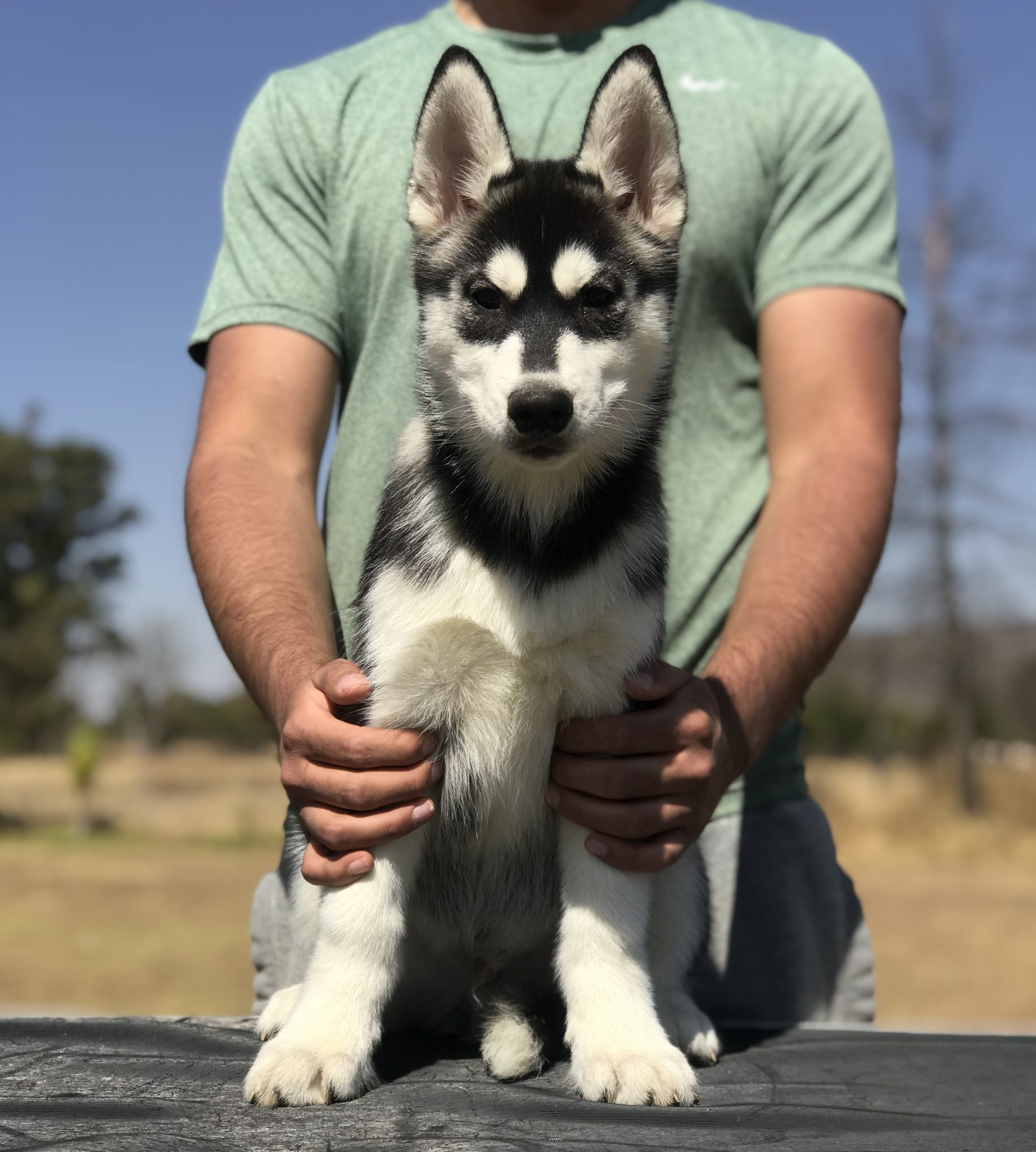 SHADI BRUCE | Husky Siberian Shadi