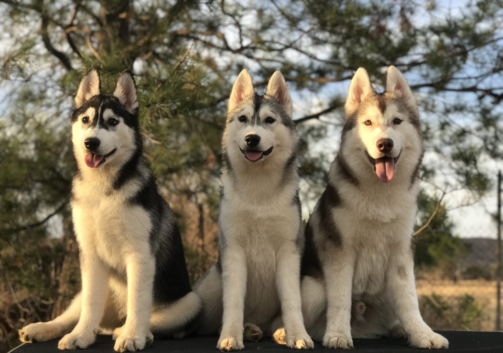 Cachorros Husky Disponibles | Husky Siberian Shadi