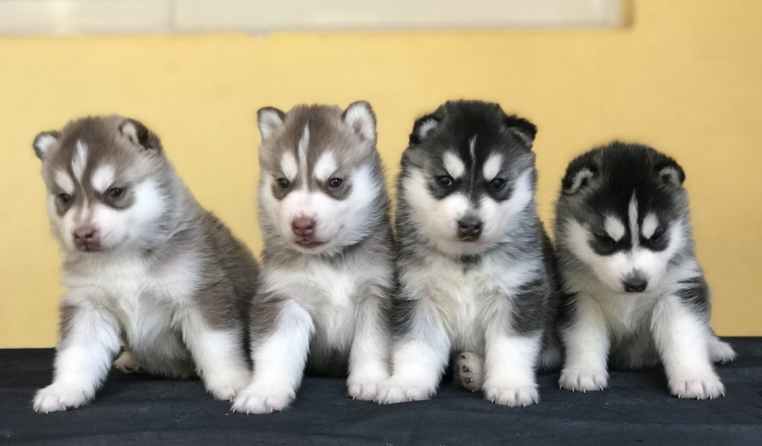 Cachorros Husky Siberiano en venta | Husky Siberian Shadi