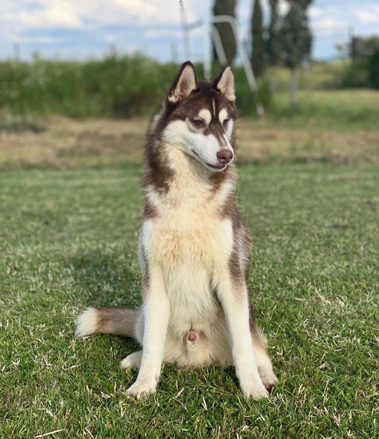 Husky manto rojo en venta | Husky Siberian Shadi